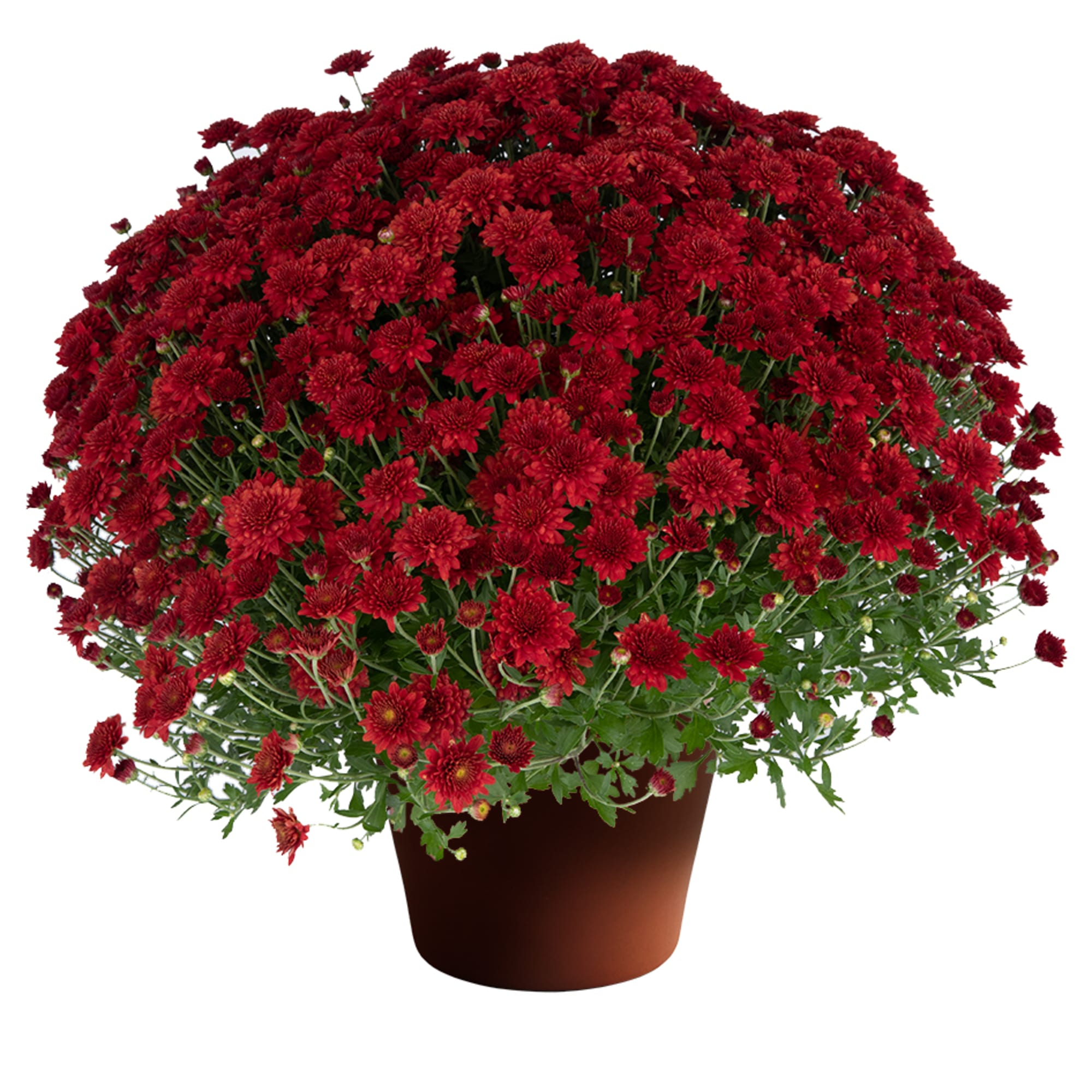 Samantha™ Red | Syngenta Flowers