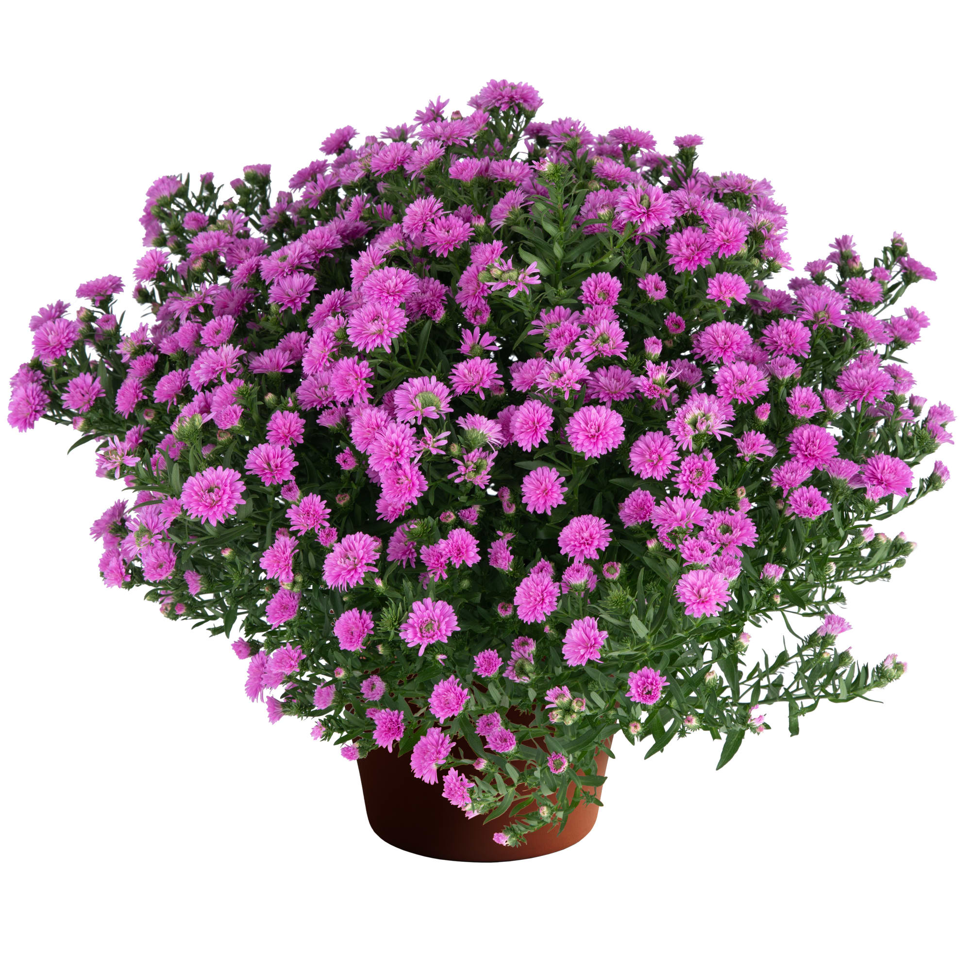Henry™ III Pink | Syngenta Flowers