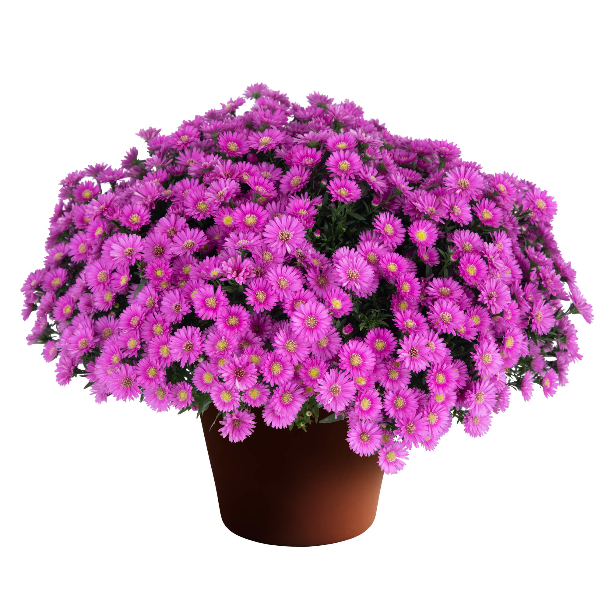 Magic™ Pink | Syngenta Flowers