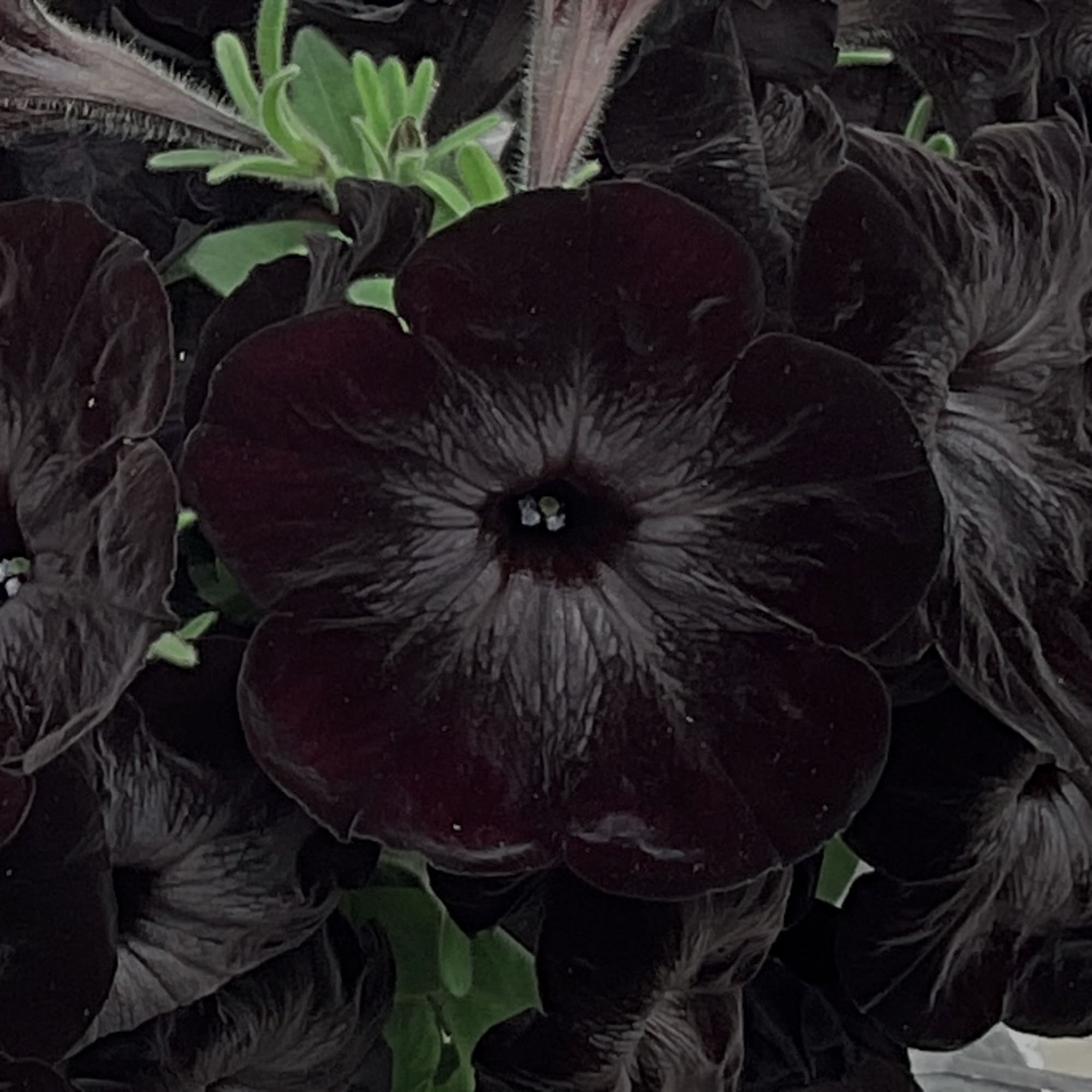 Fun House™ Black Widow | Syngenta Flowers