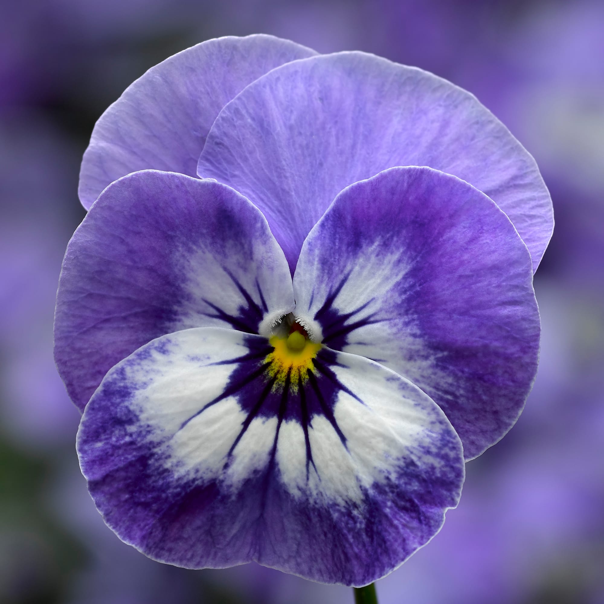 Penny™ Pro Blue | Syngenta Flowers