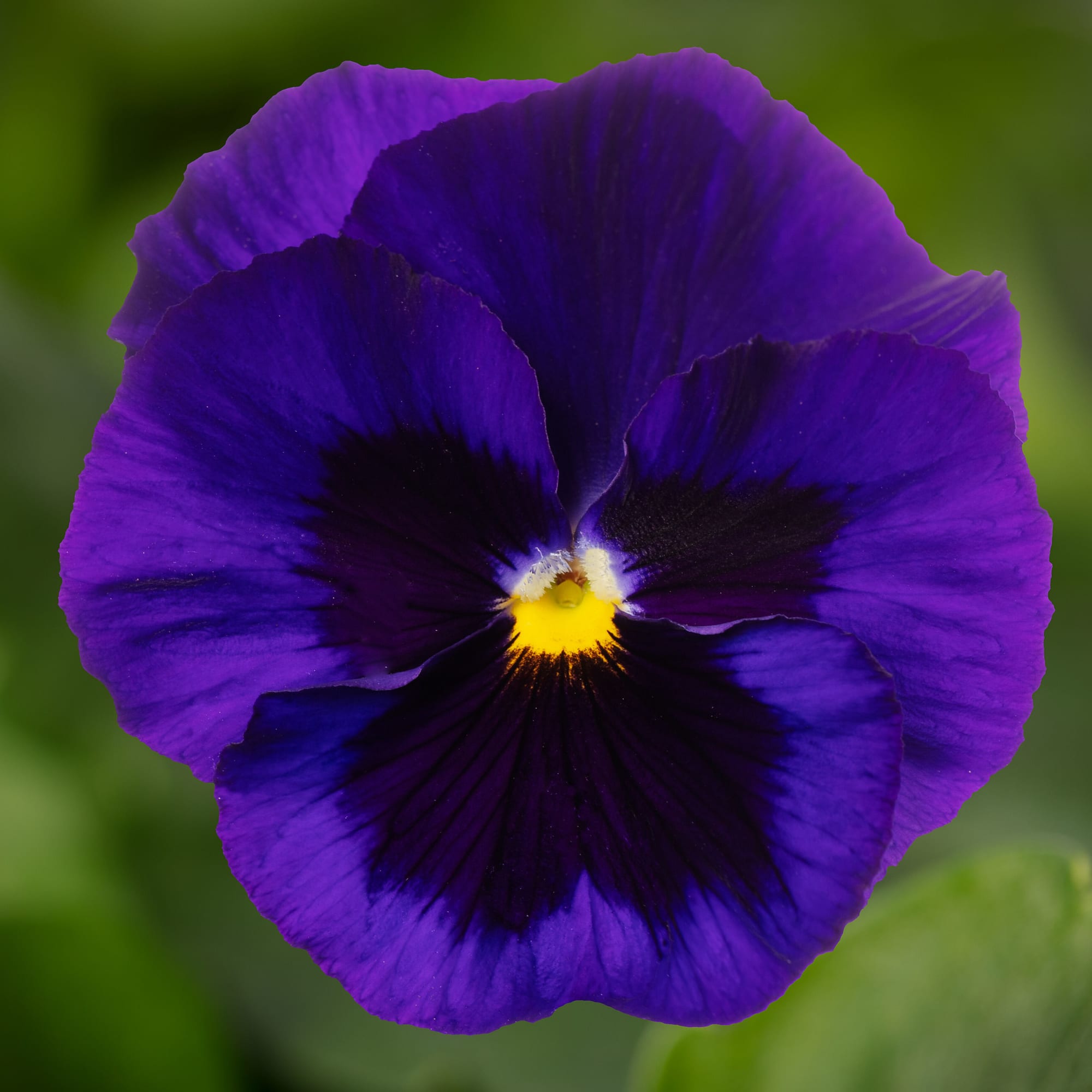 Colossus™ Deep Blue with Blotch Imp. | Syngenta Flowers