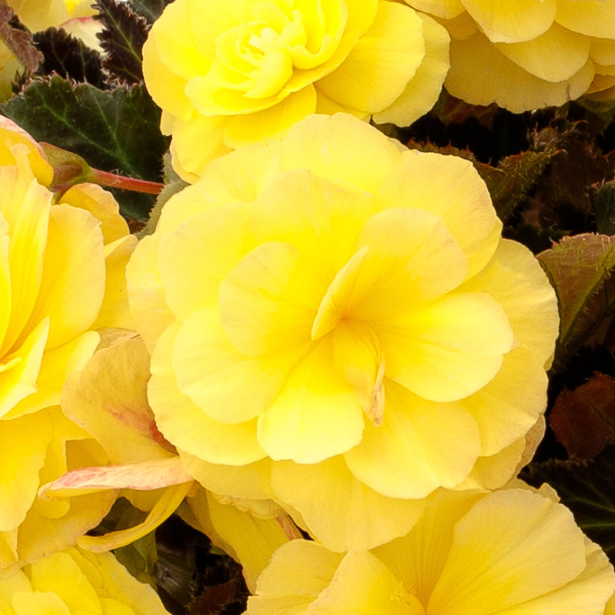 iCandy™ XL Deep Yellow | Syngenta Flowers