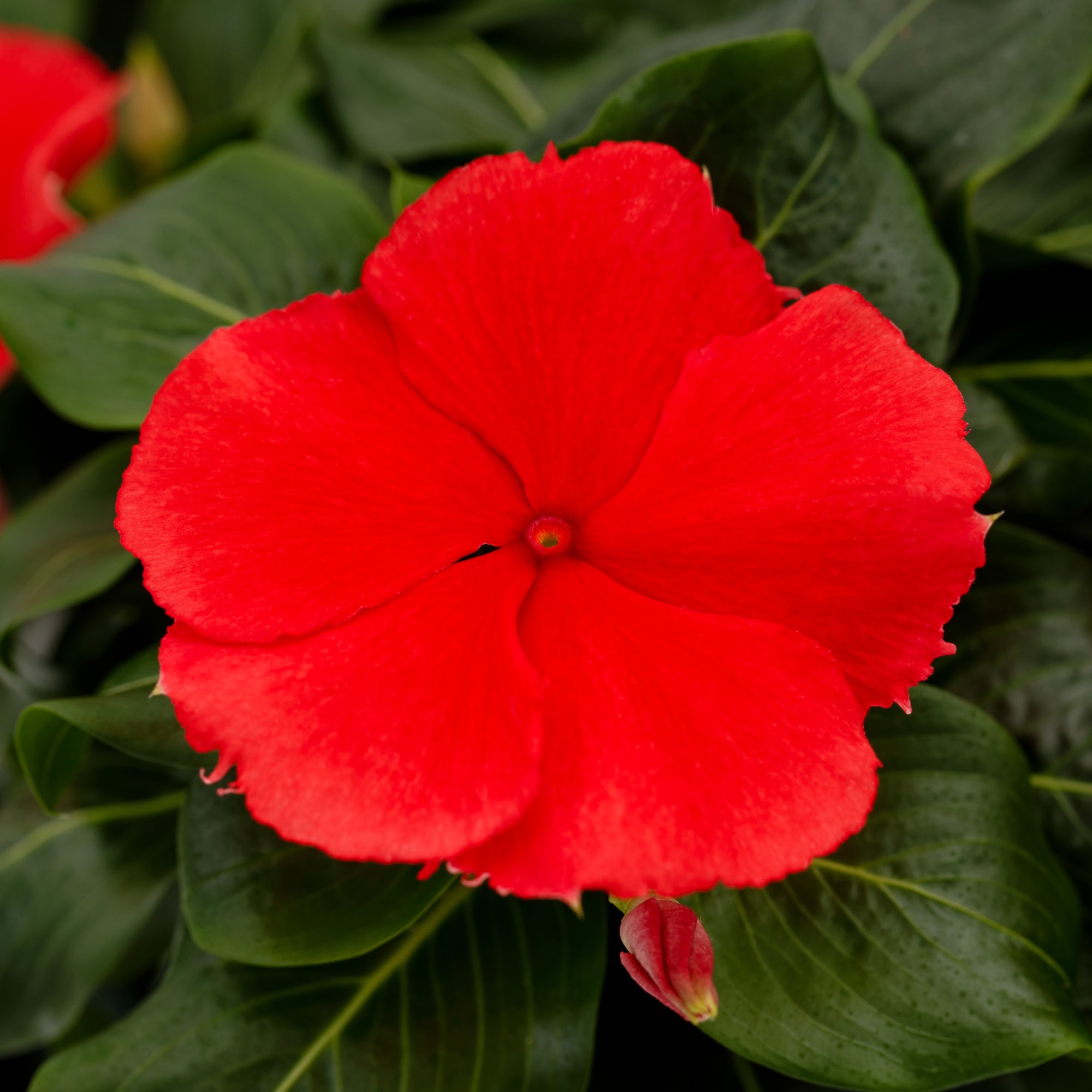 Nirvana® XDR Watermelon | Syngenta Flowers