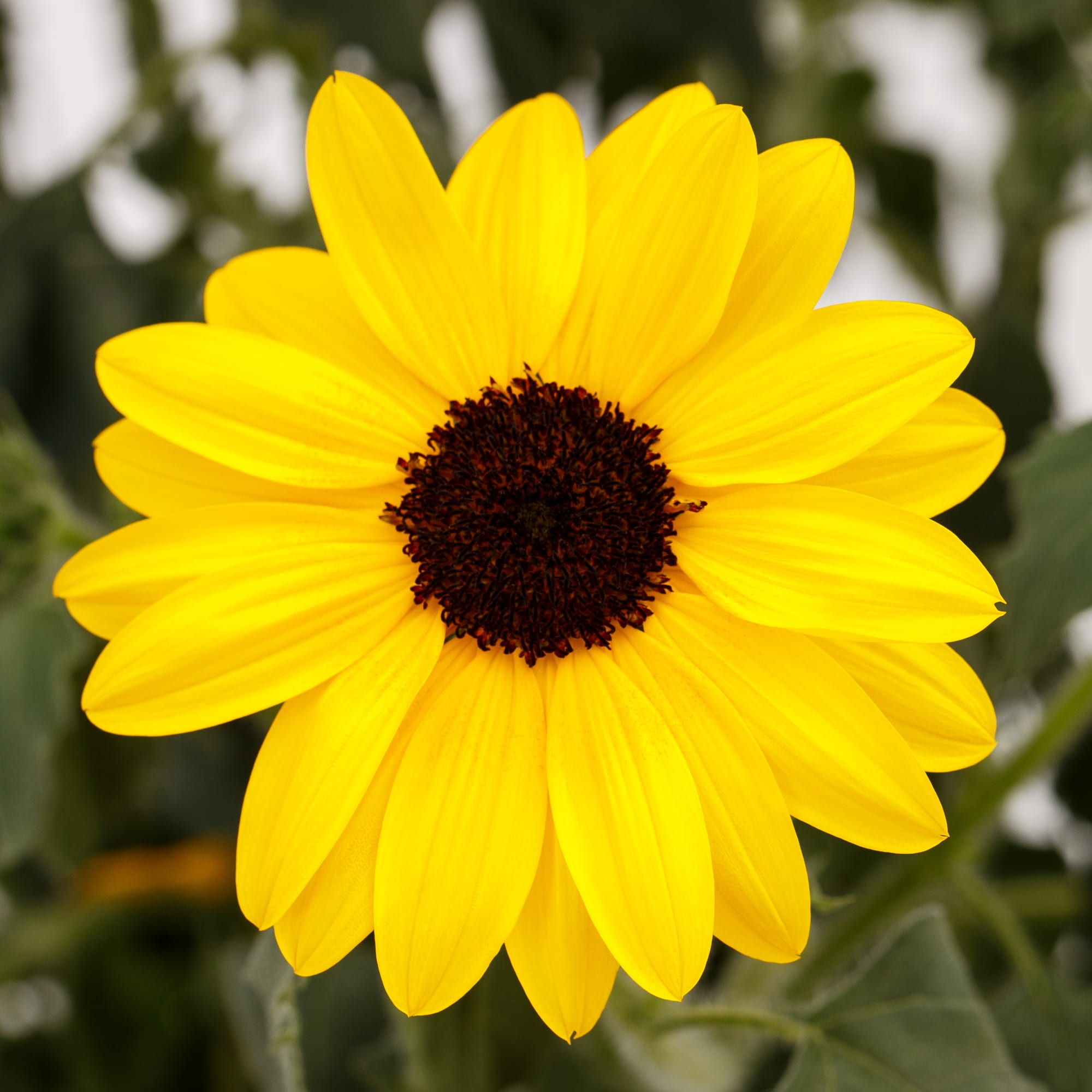 Sunfinity® Double Yellow | Syngenta Flowers