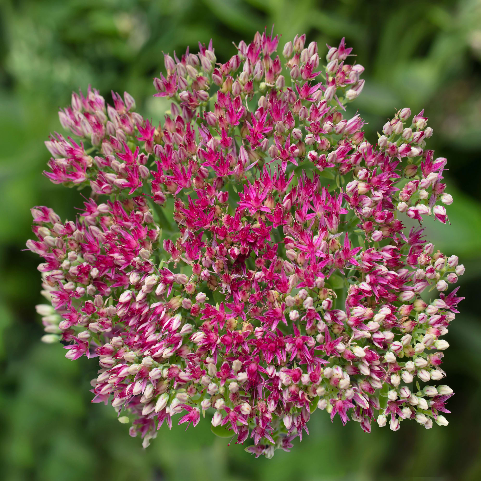 Surrender Rose Imp. | Syngenta Flowers