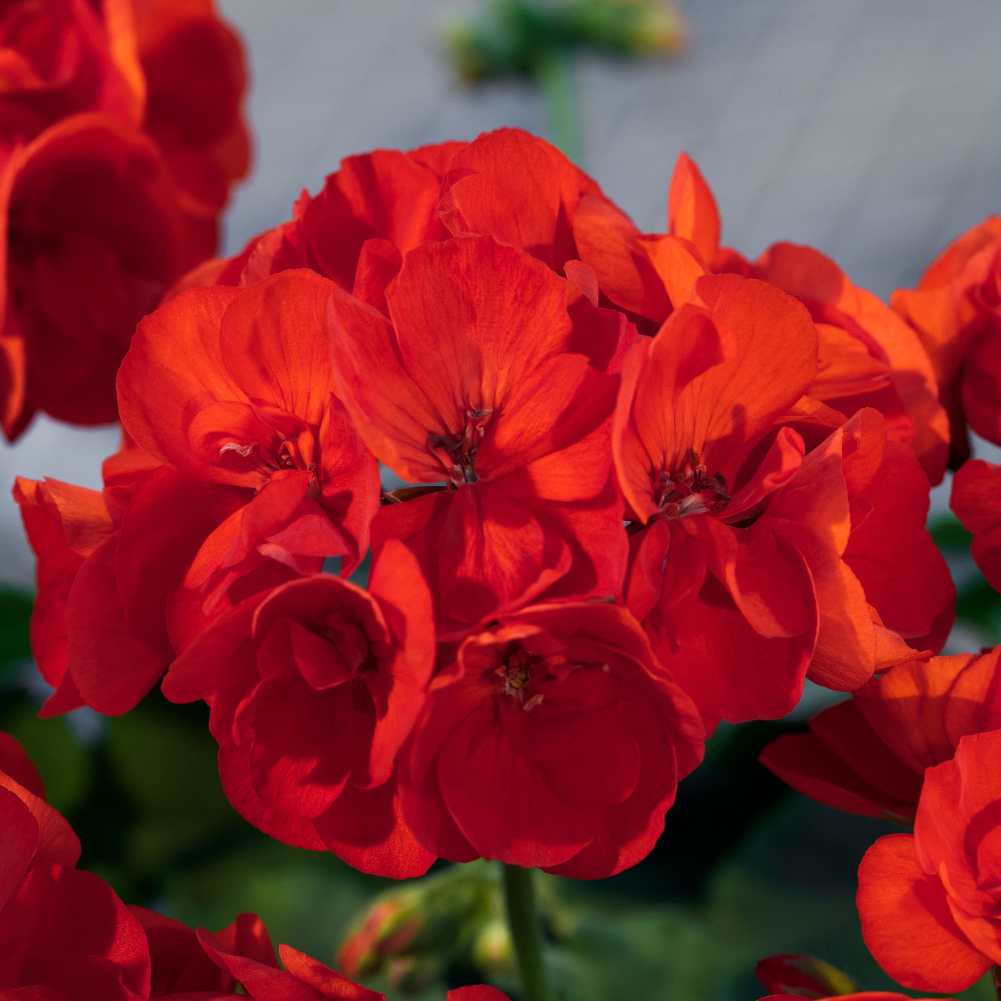 Americana® Dark Red | Syngenta Flowers