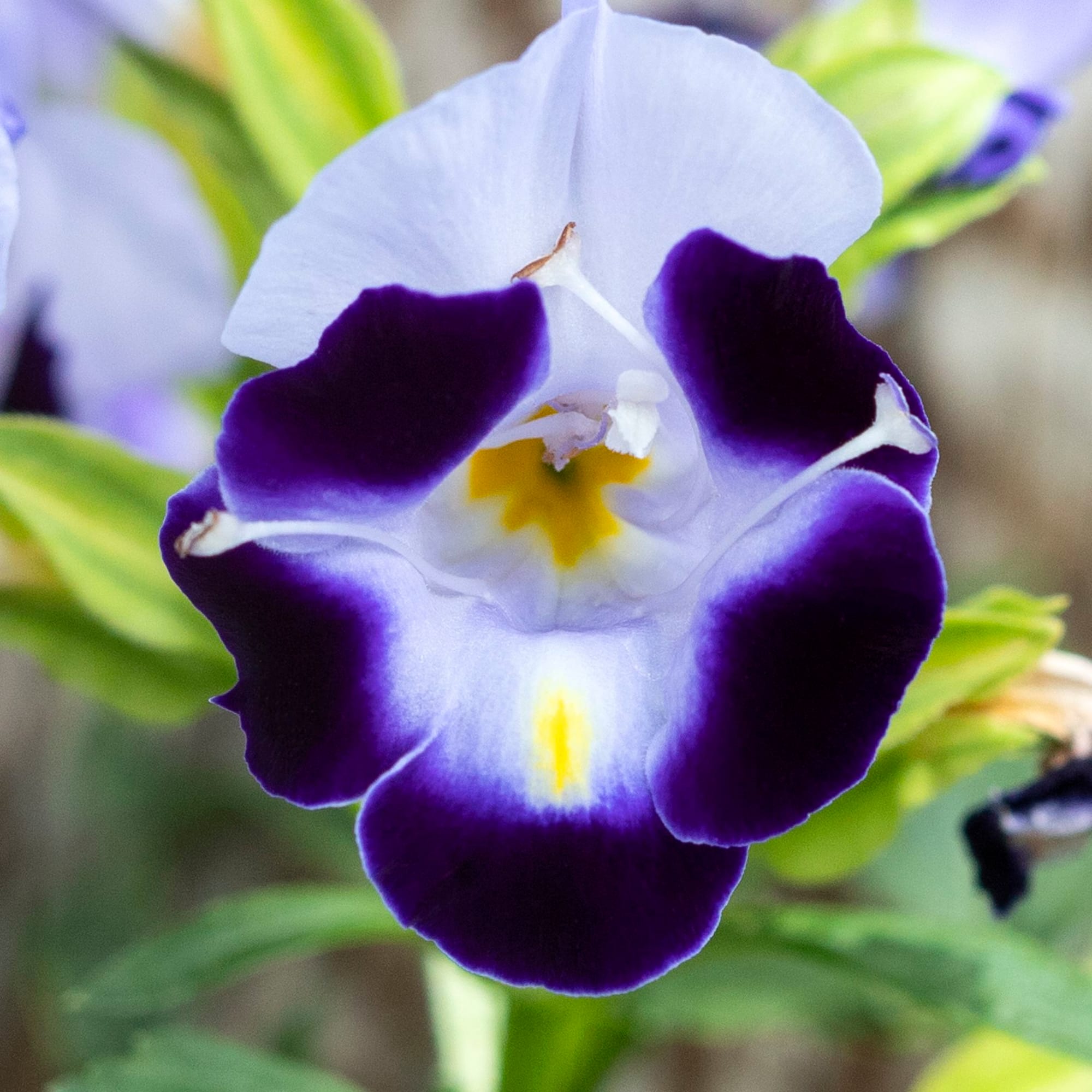 Hi-Lite™ Blue Beacon Imp. | Syngenta Flowers