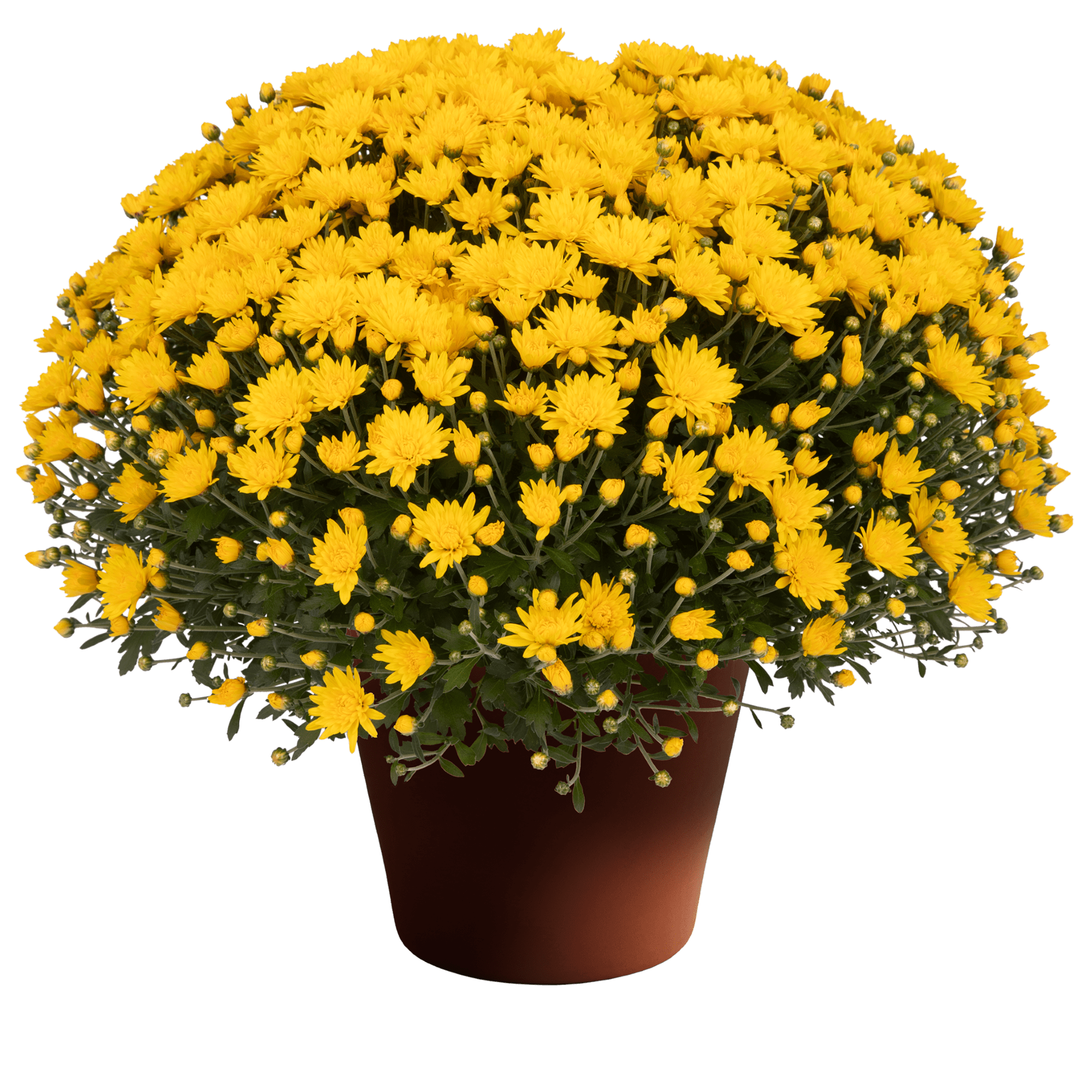 Skylar™ Yellow | Syngenta Flowers