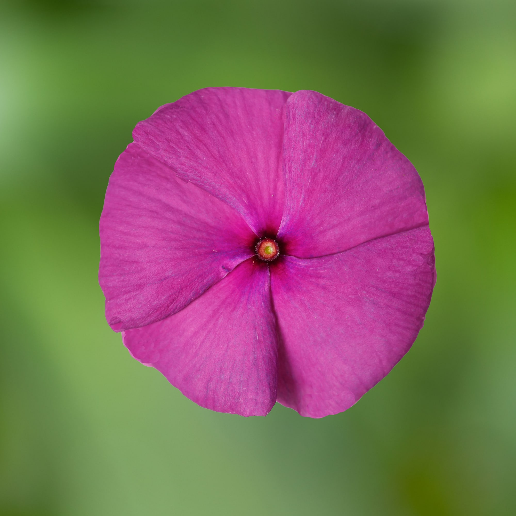 Blockbuster™ Raspberry Crush | Syngenta Flowers