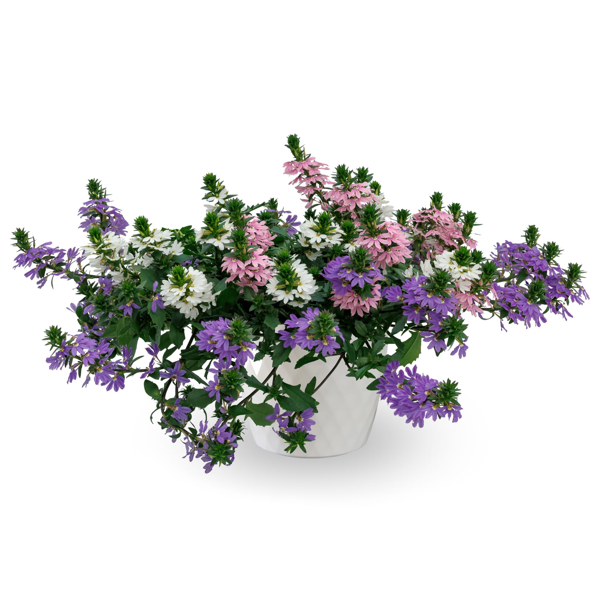 Fanatix™ Spring Spirit™ Mix | Syngenta Flowers