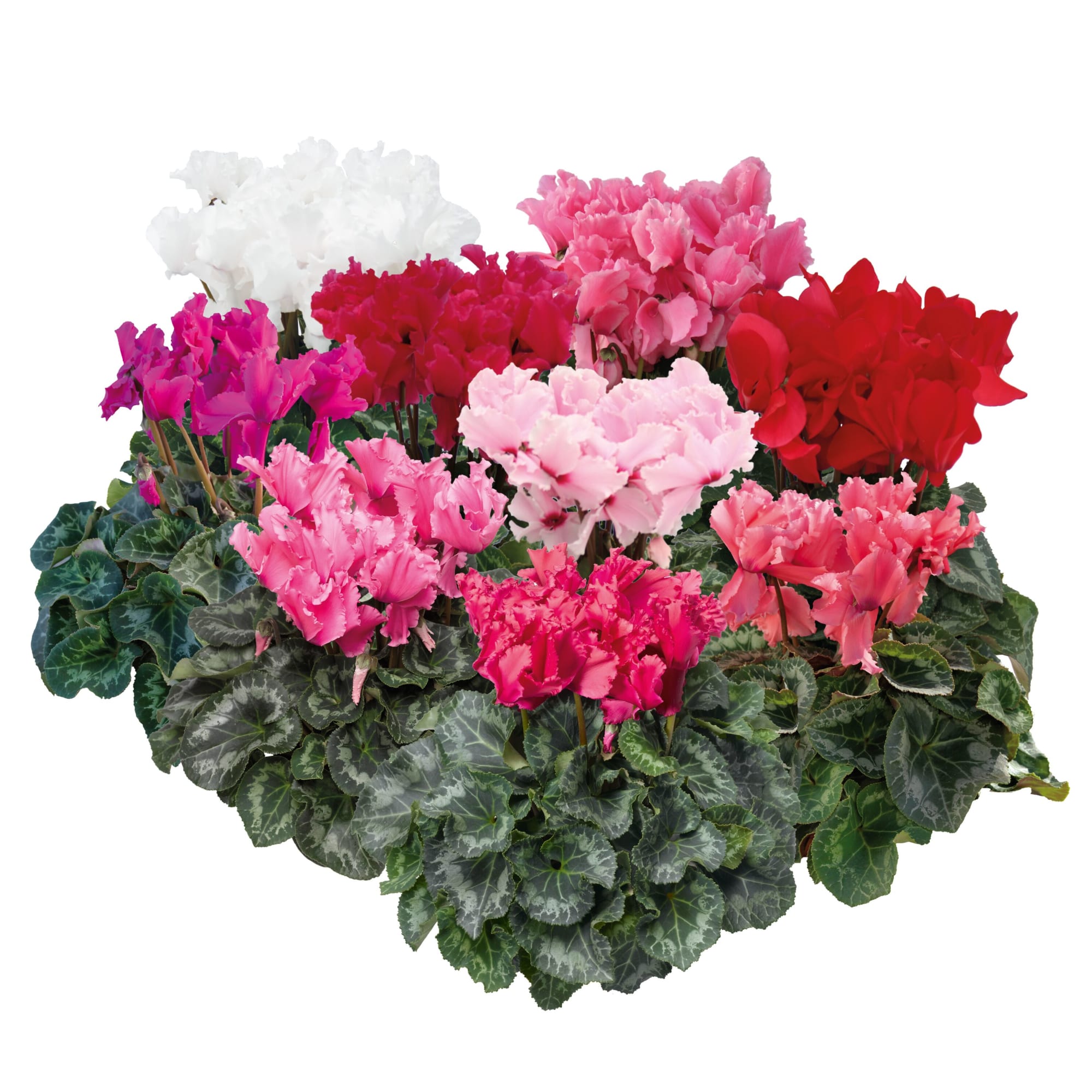 Maxora Friller™ Mix | Syngenta Flowers
