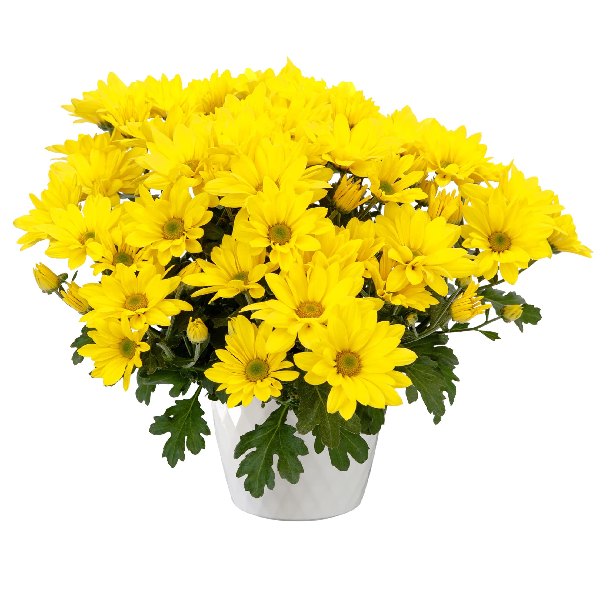 Brighton™ Yellow | Syngenta Flowers