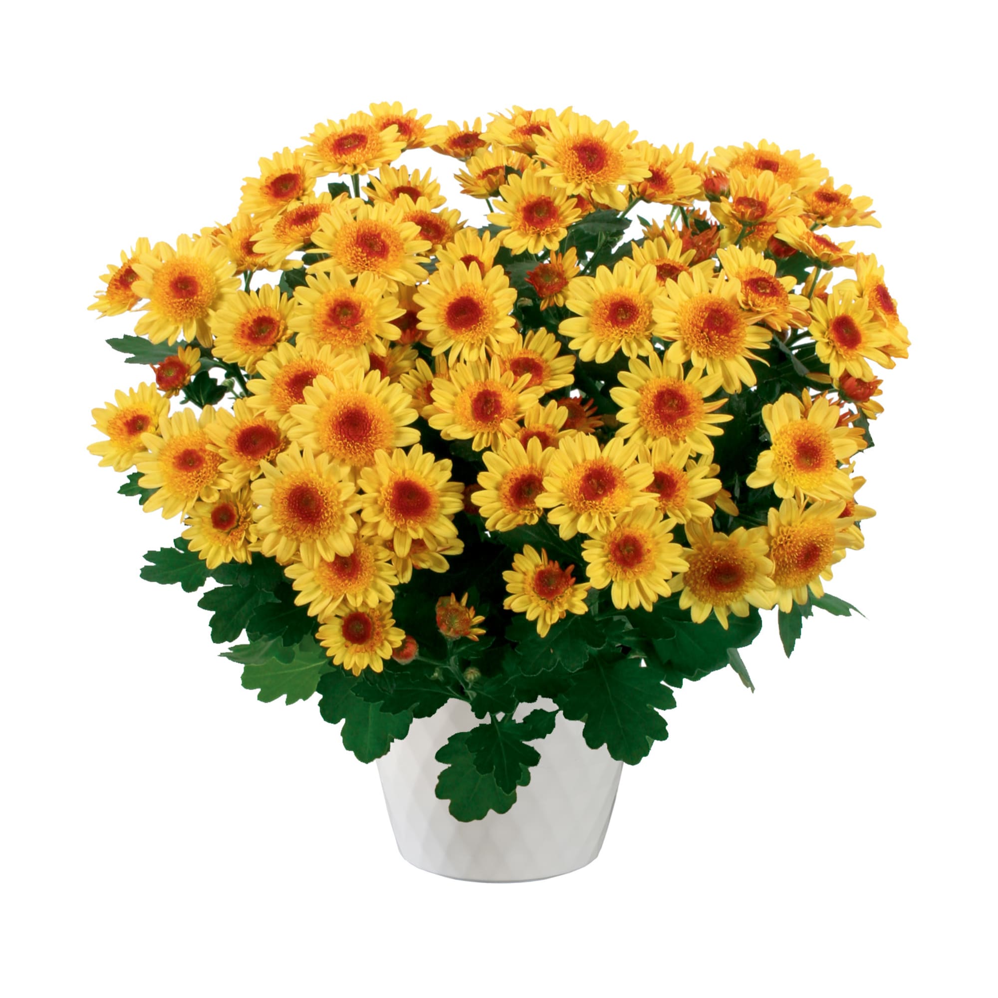 Key Largo™ Golden | Syngenta Flowers