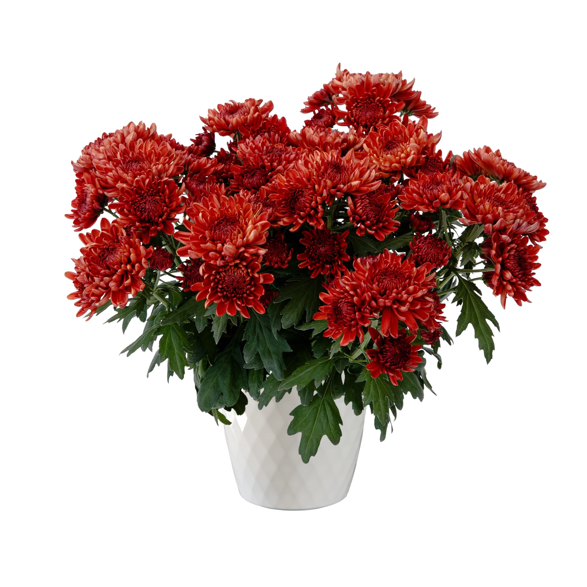Shanghai™ Red | Syngenta Flowers