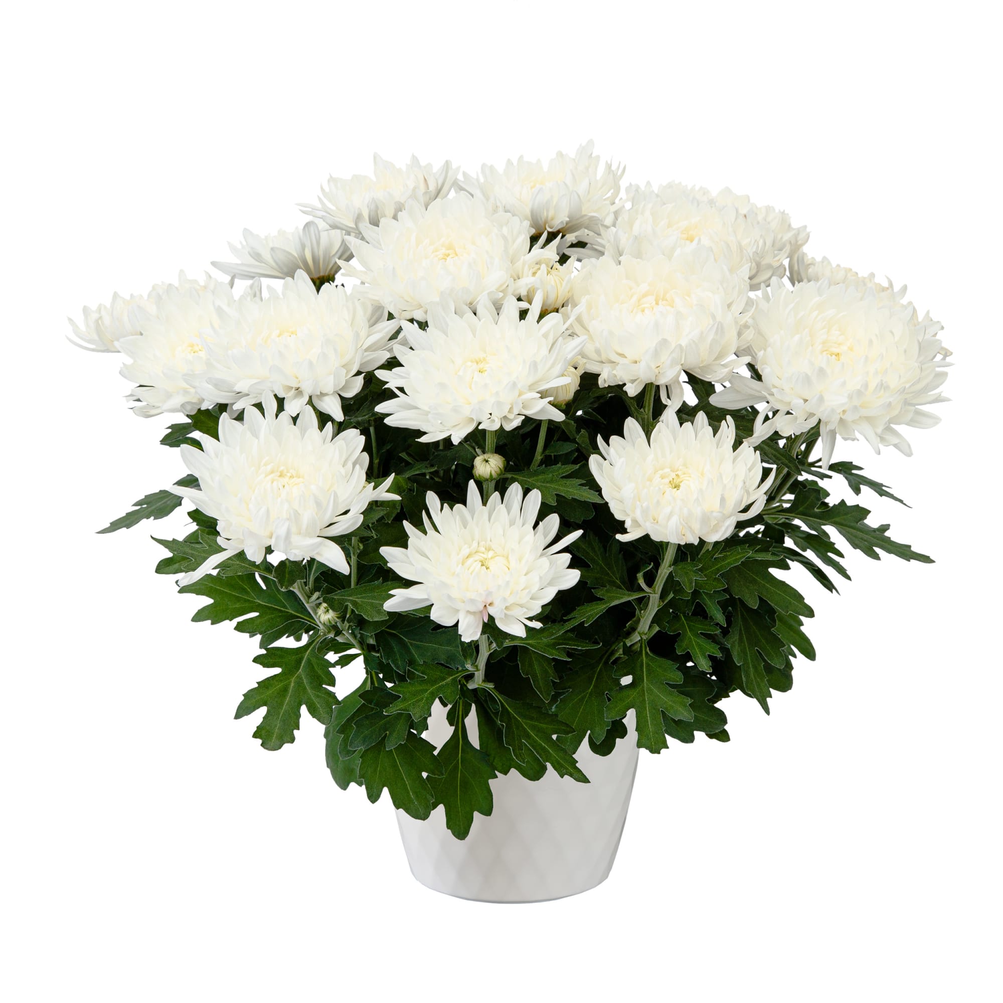 Saskatoon™ White | Syngenta Flowers