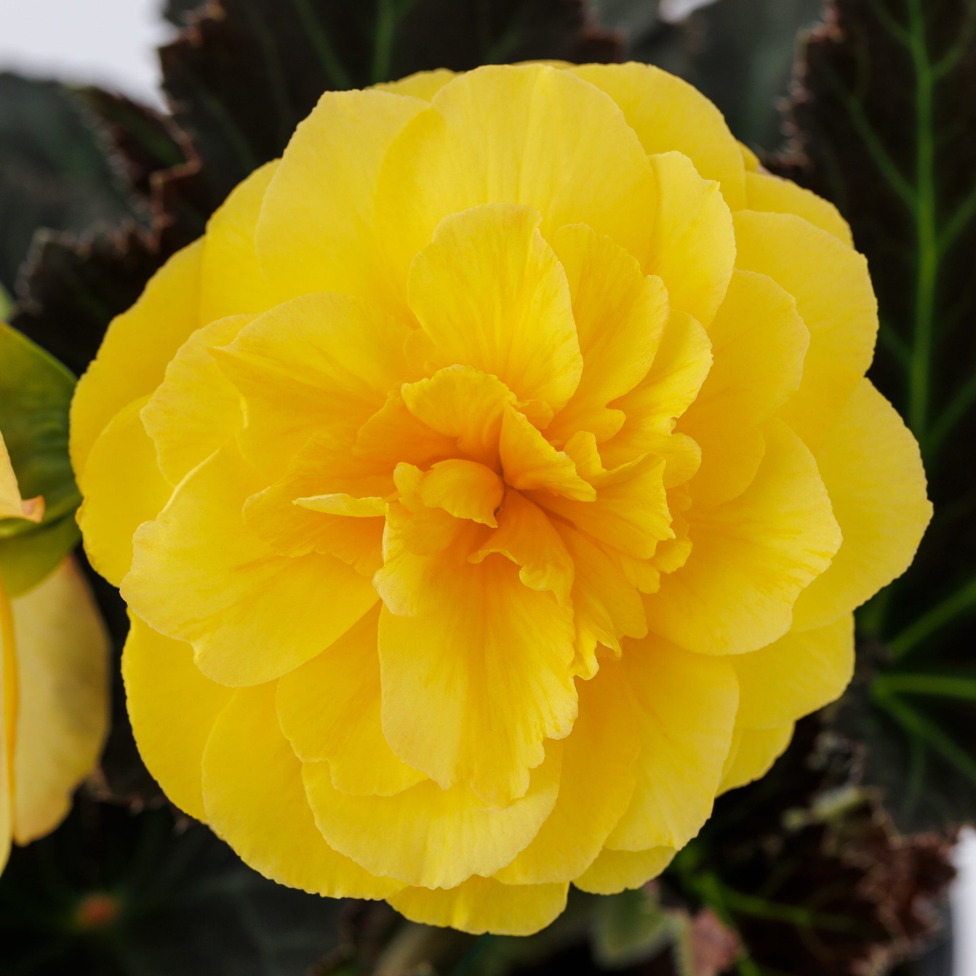 iCandy™ XL Deep Yellow | Syngenta Flowers