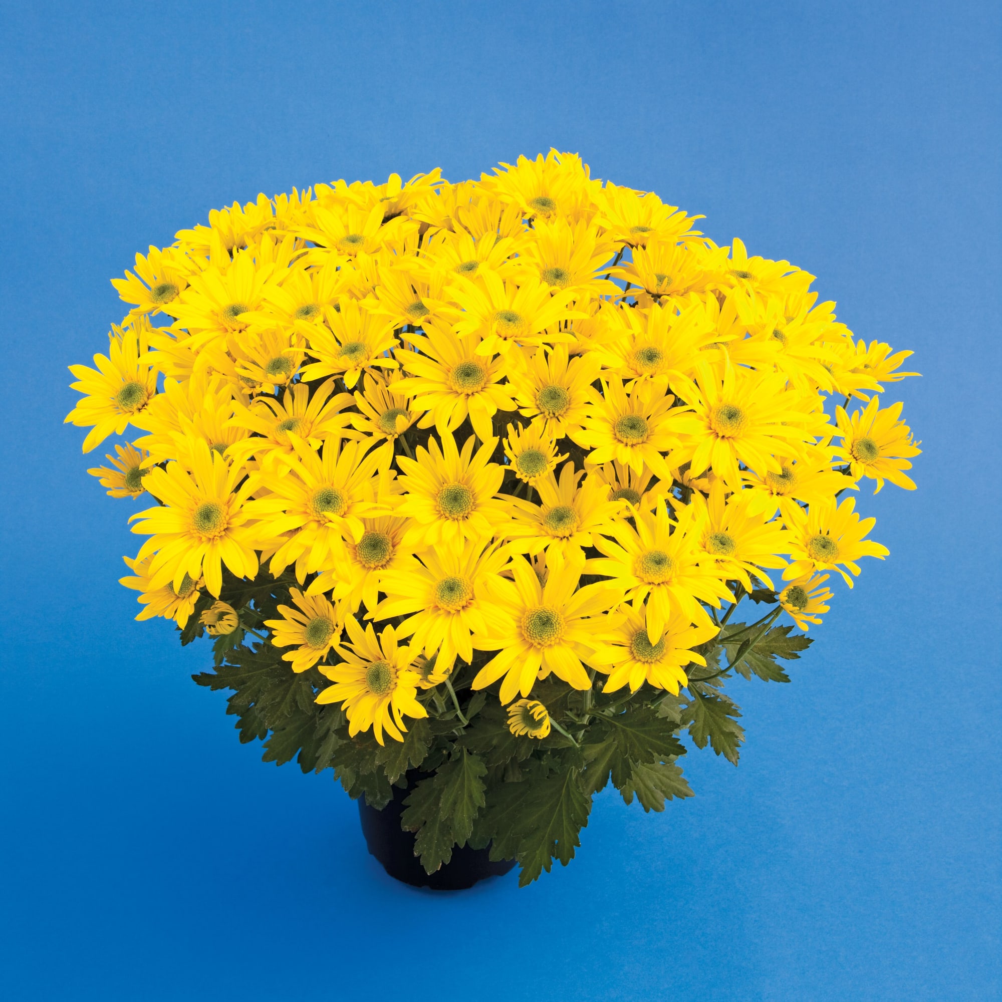 Lemon Springs™ | Syngenta Flowers