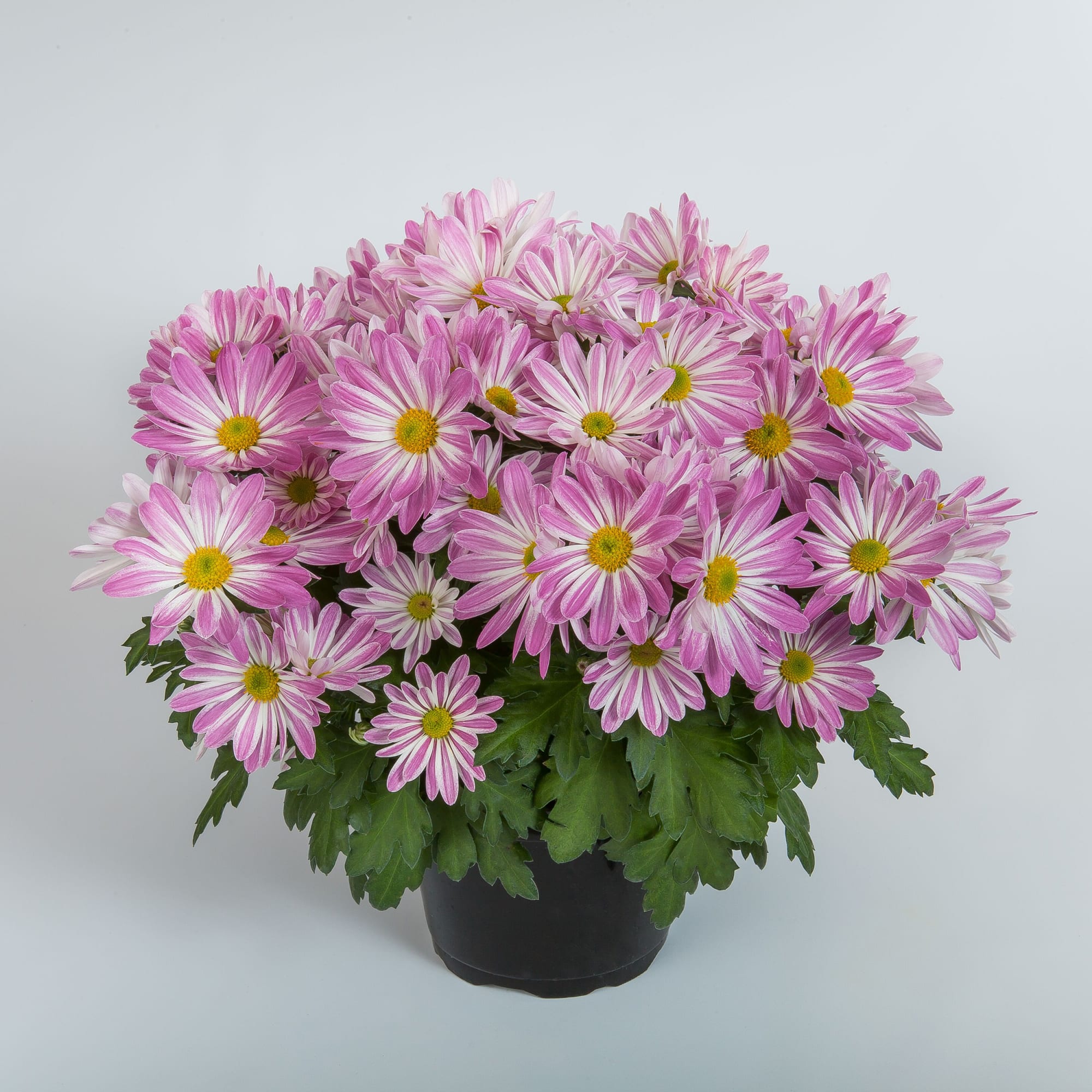Milton™ Bronze Bicolor | Syngenta Flowers