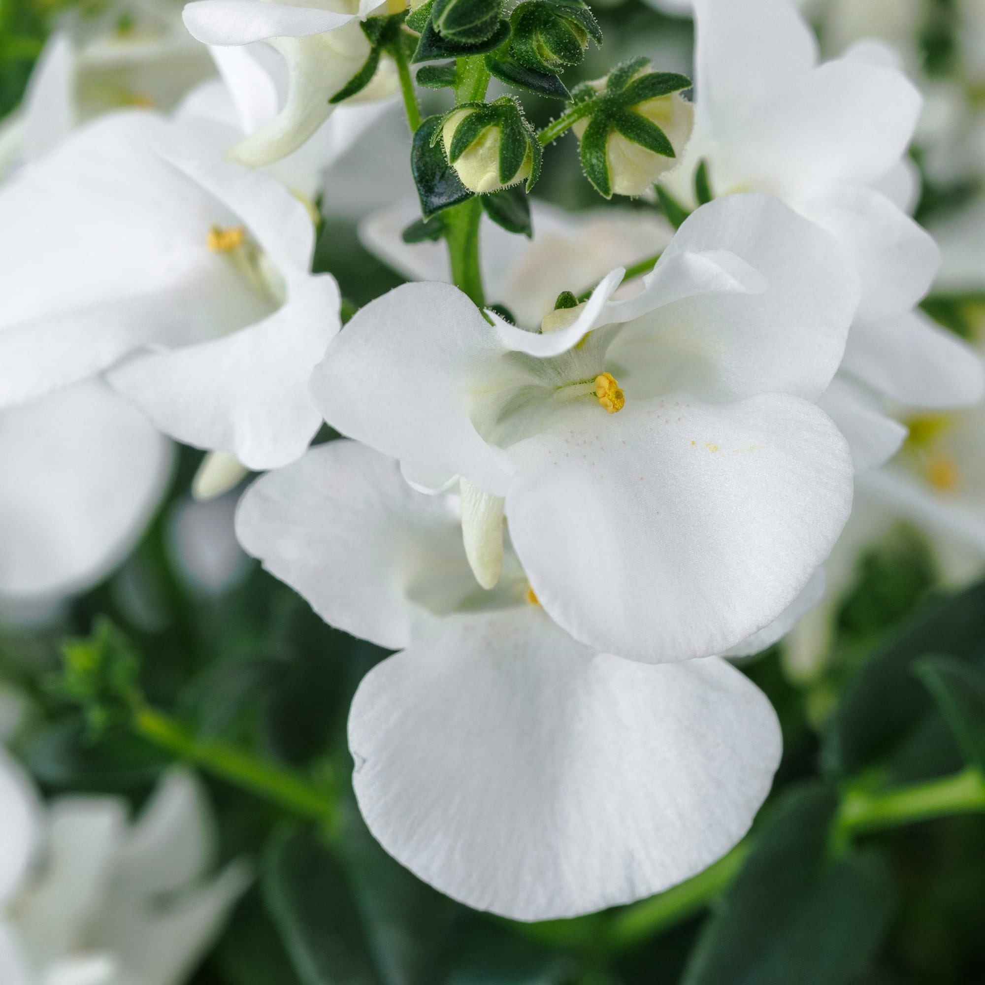 Darla® White Imp. | Syngenta Flowers