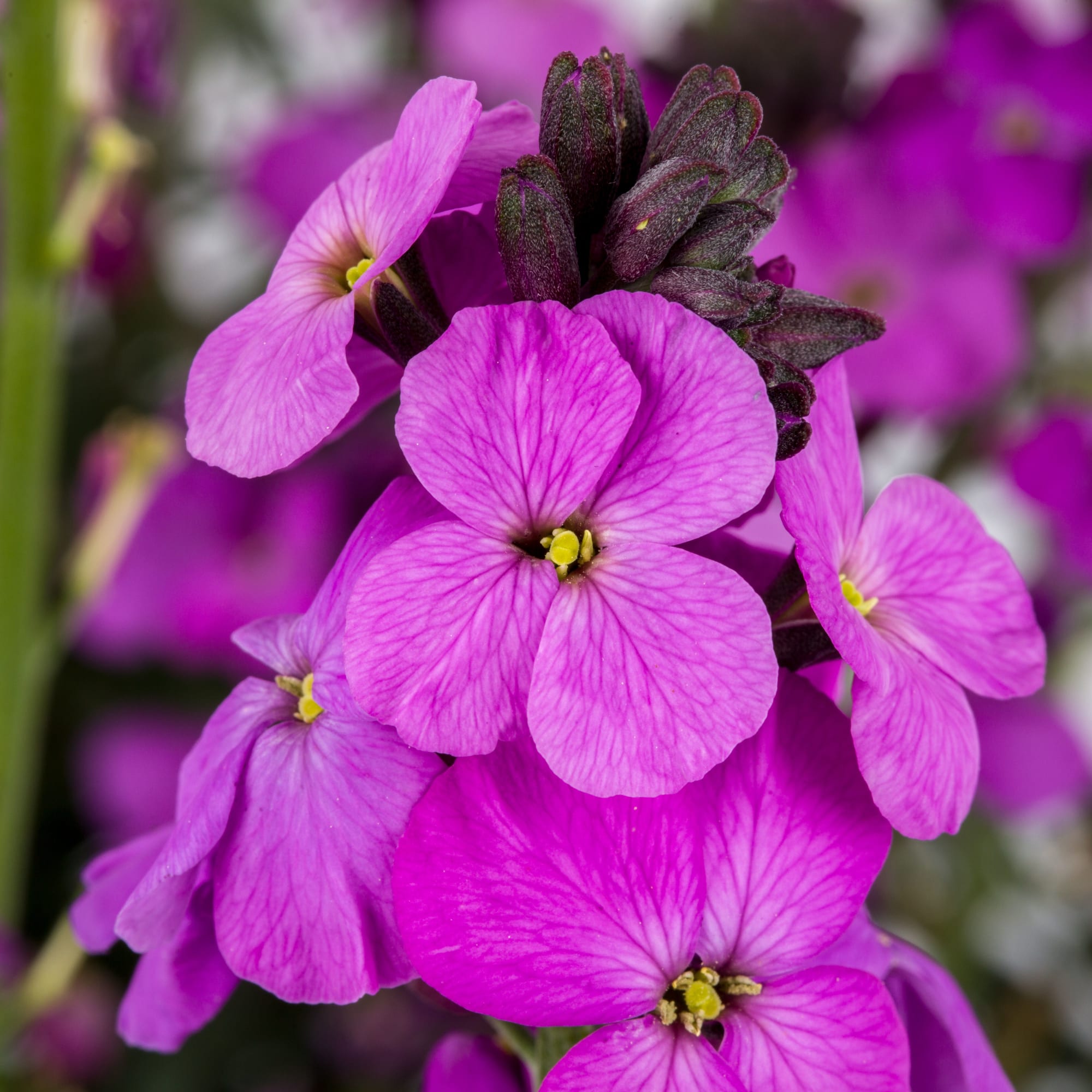 Super Bowl™ Mauve | Syngenta Flowers