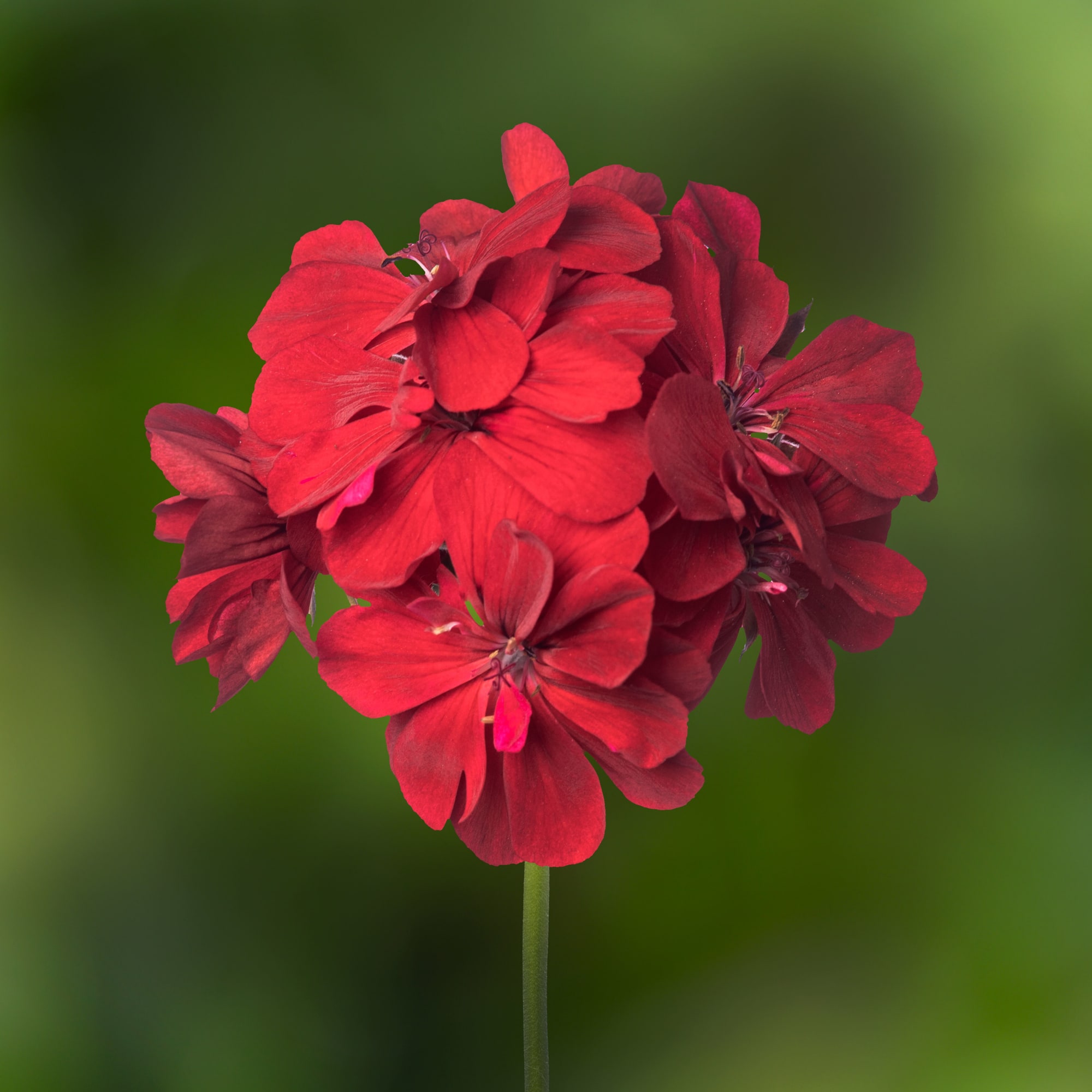 Ivy League™ Red | Syngenta Flowers