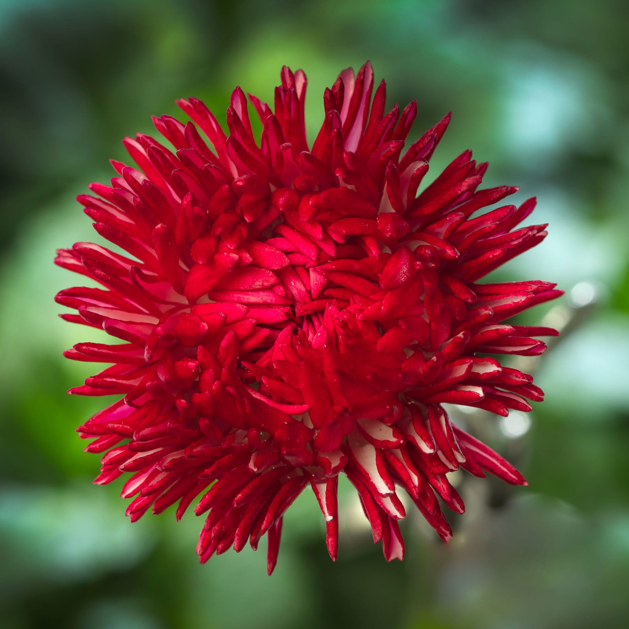 Bam Bam™ Rose Imp. | Syngenta Flowers