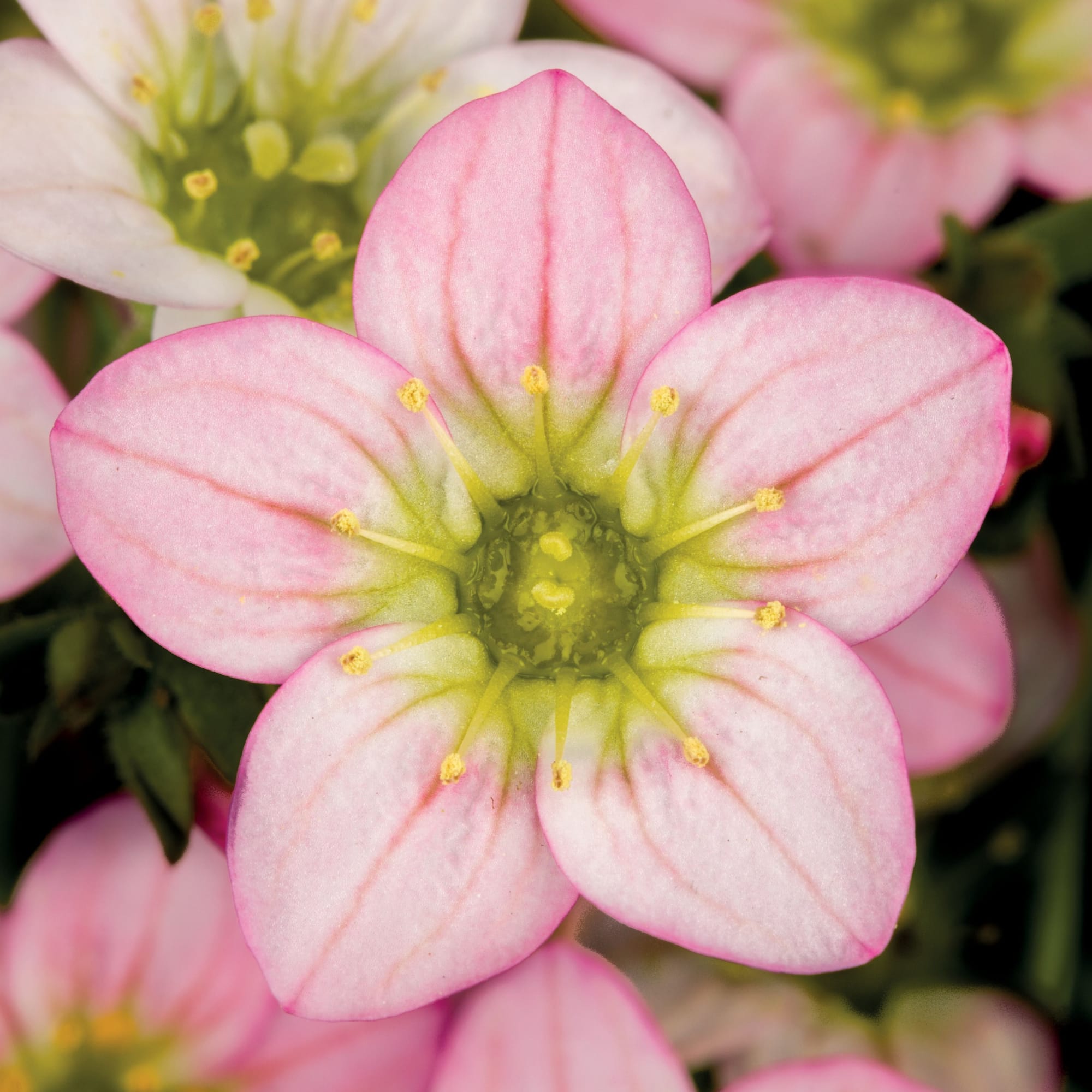 Alpino™ Early Carnival | Syngenta Flowers
