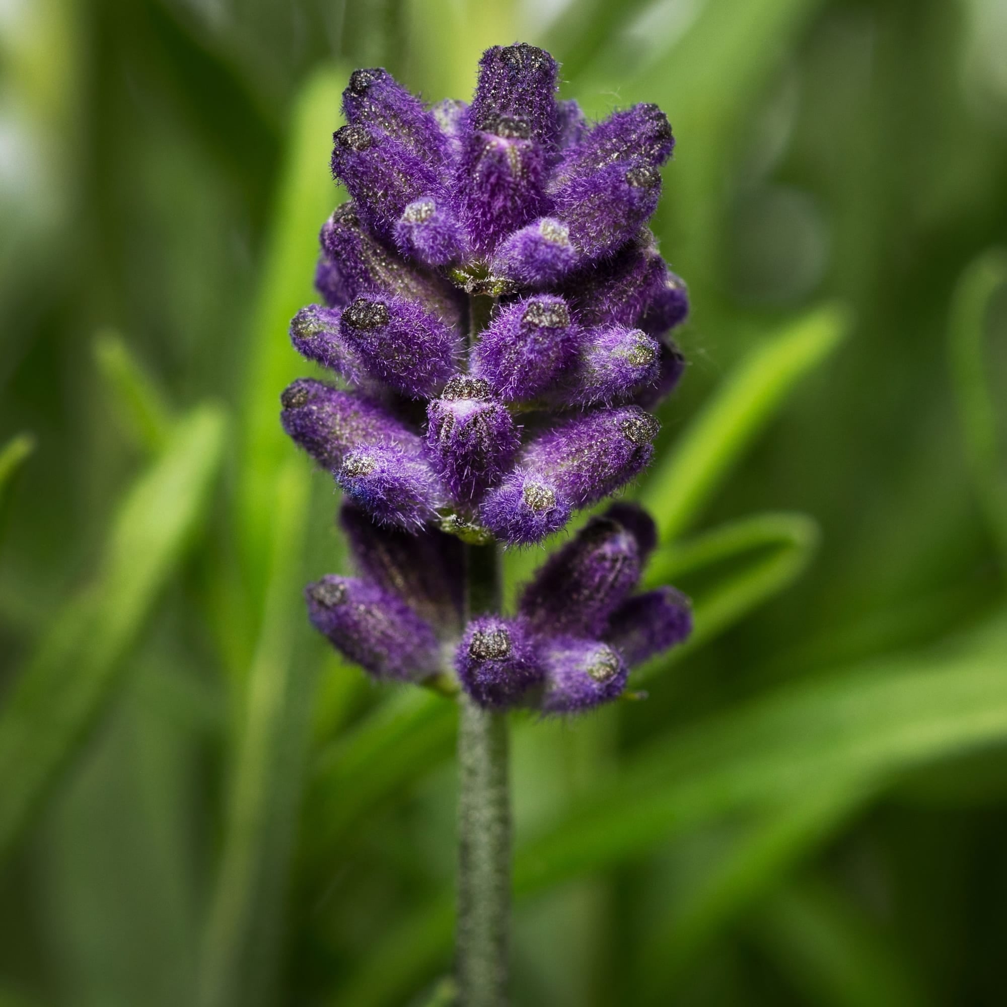 Scent™ Mini Blue | Syngenta Flowers