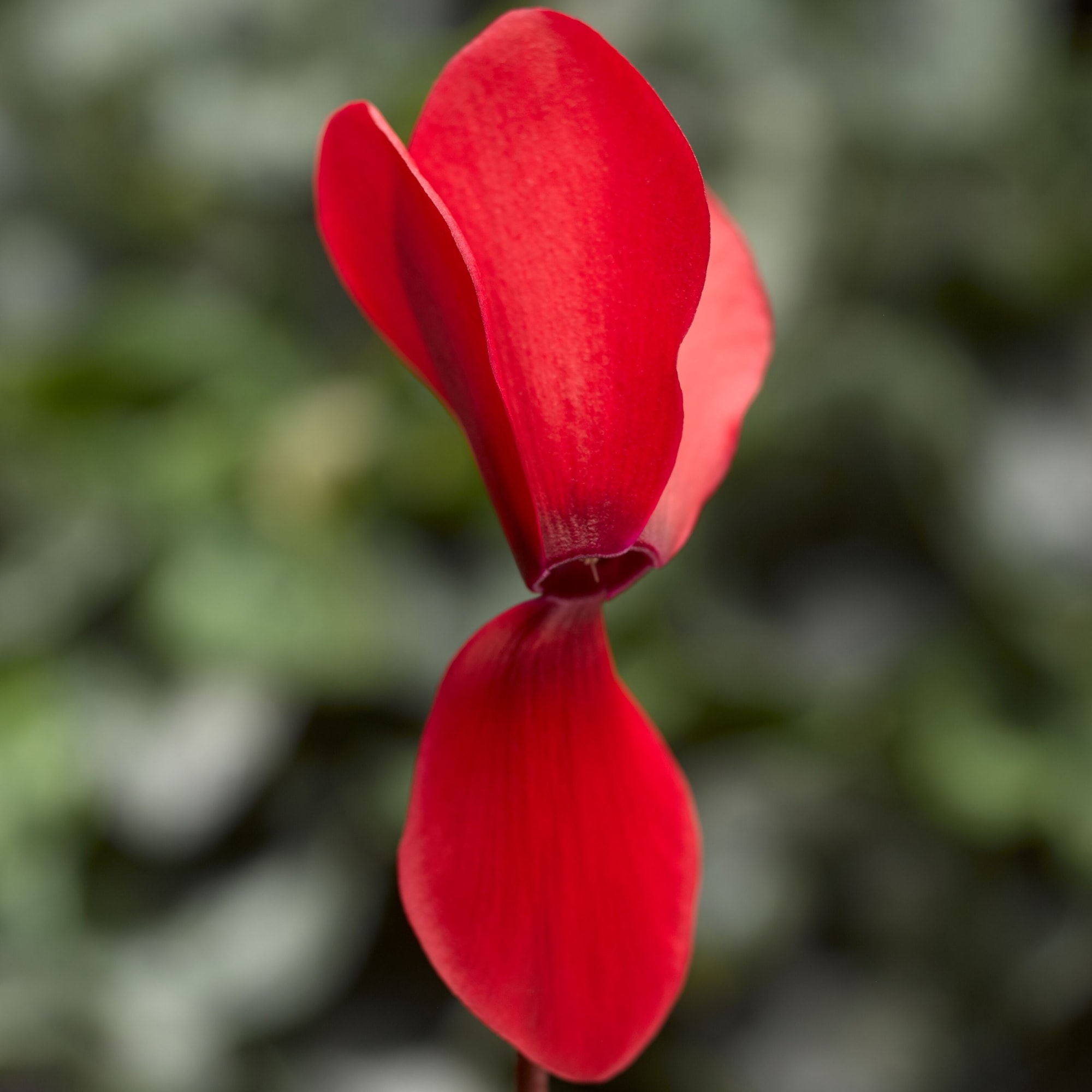 Eco™ Scarlet | Syngenta Flowers