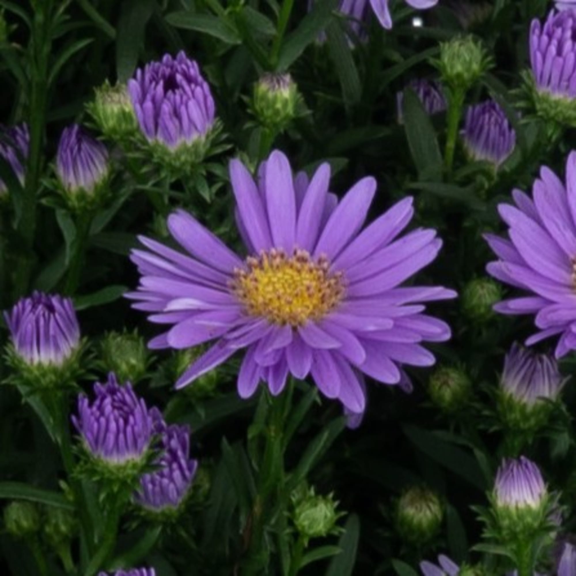 Days™ Blue | Syngenta Flowers