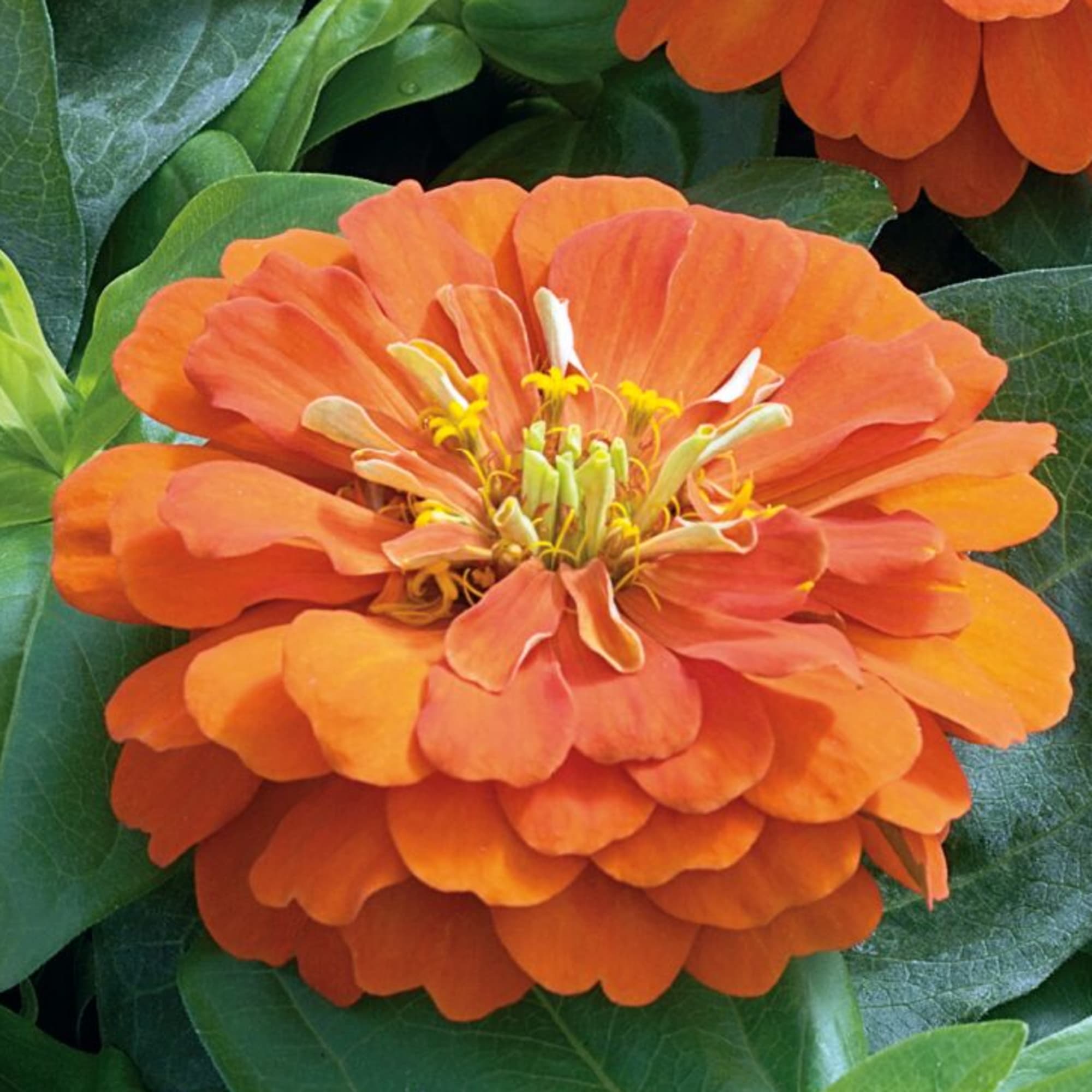 Short Stuff™ Mix | Syngenta Flowers