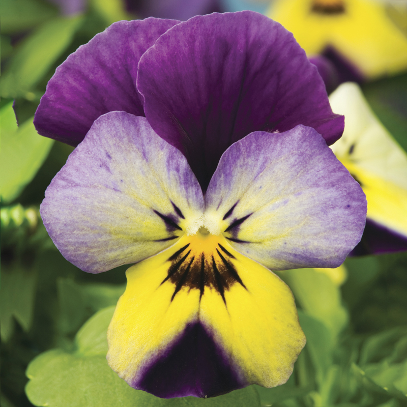 Purple Yellow Flowers