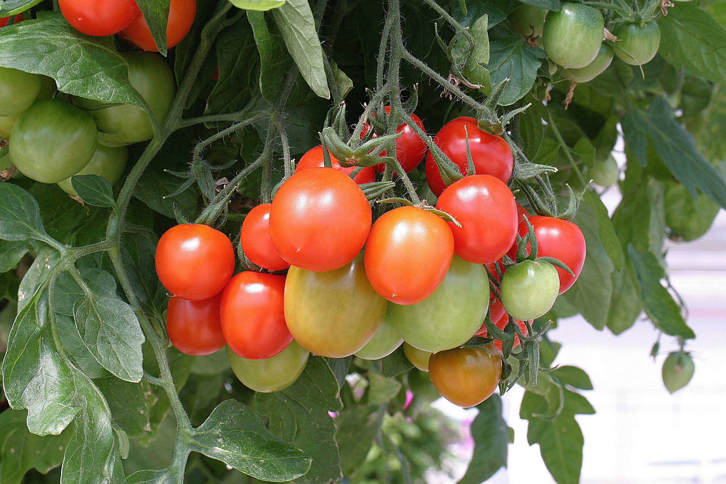 Cherry Tomato | Syngenta Flowers
