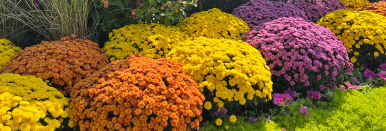 Garden mums Gigi - and everything goes well! | Syngenta Flowers
