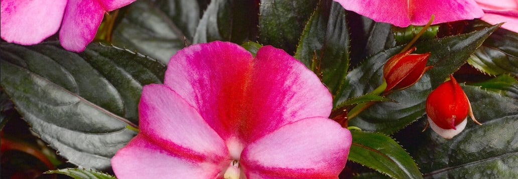 Flowering at the right frequency... | Syngenta Flowers