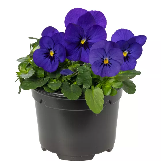Penny Pro Deep Blue | Syngenta Flowers