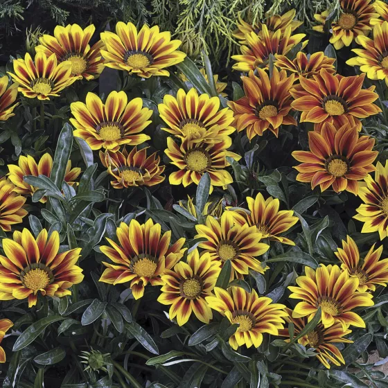 Frosty Kiss Flame Mix | Syngenta Flowers