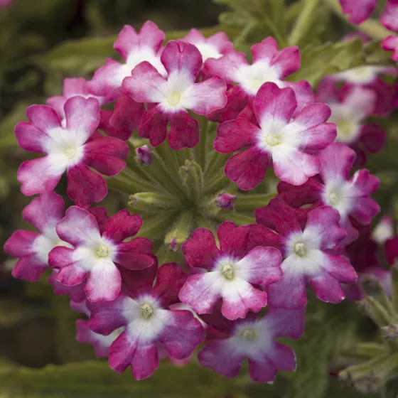 Obsession Twister Red | Syngenta Flowers
