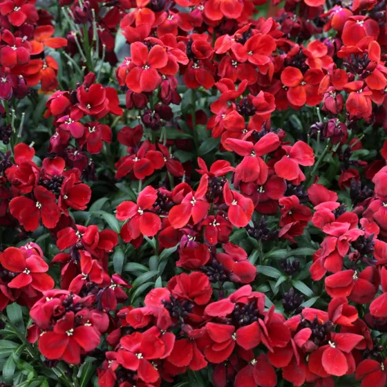 Sugar Rush Red | Syngenta Flowers