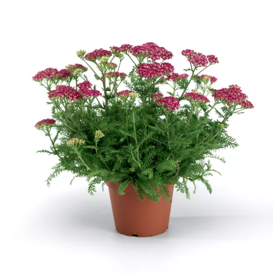 Desert Eve Deep Rose | Syngenta Flowers