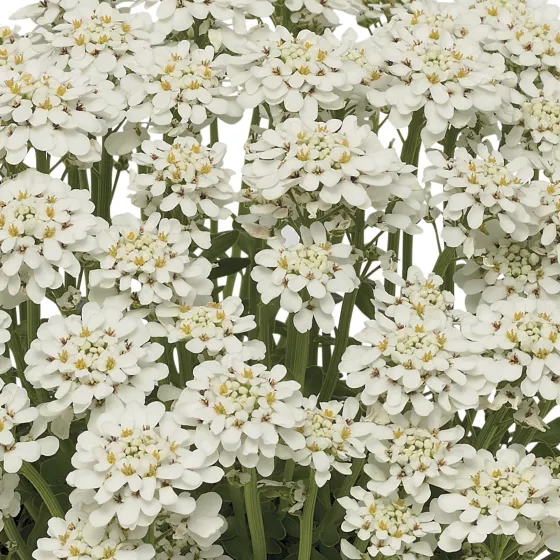 Snow Cone Late | Syngenta Flowers