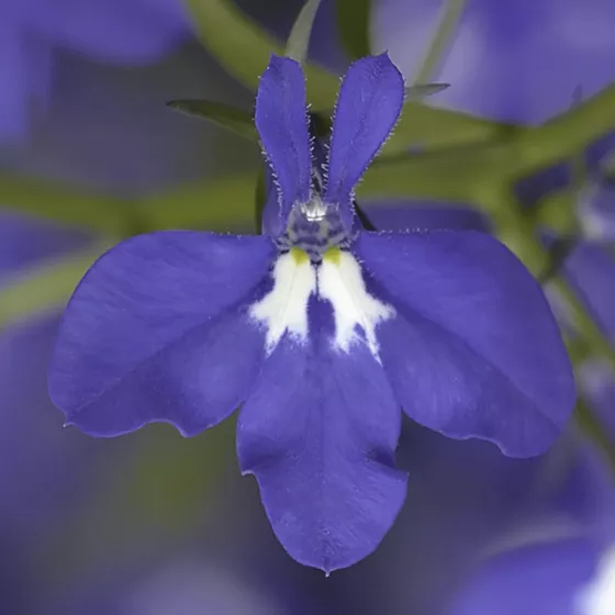 Techno Up Cobalt Blue | Syngenta Flowers