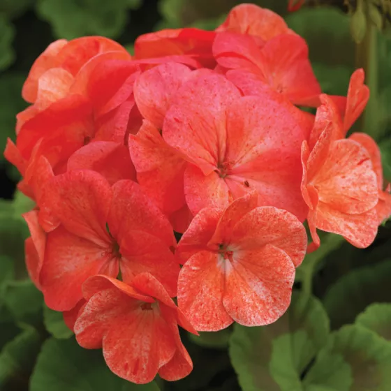 Pinto Premium Salmon Splash | Syngenta Flowers