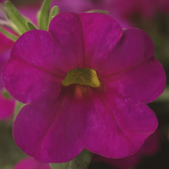 Callie Rose with Eye | Syngenta Flowers