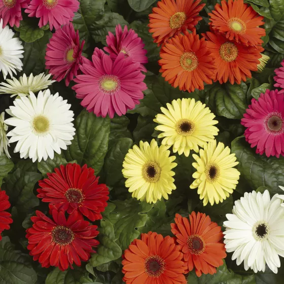 Bengal Mix | Syngenta Flowers