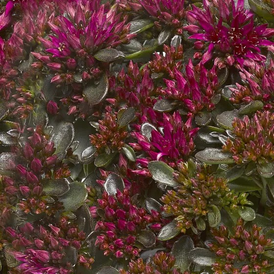 Spot On Deep Rose | Syngenta Flowers
