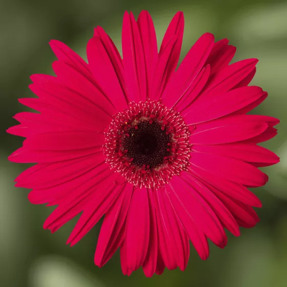 Jaguar Rose Dark Center Imp. | Syngenta Flowers