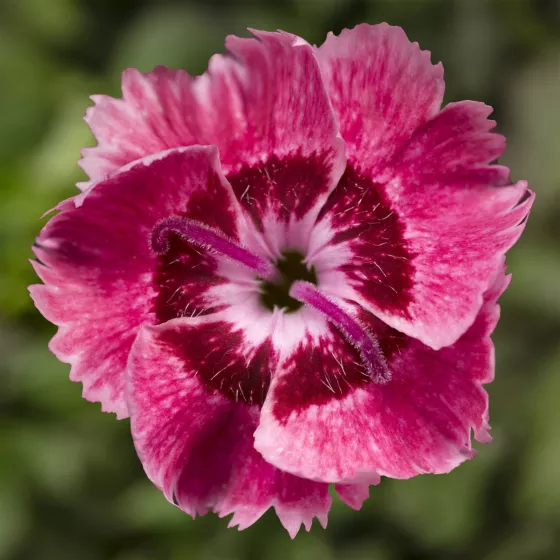 Dixie Rose Picotee | Syngenta Flowers
