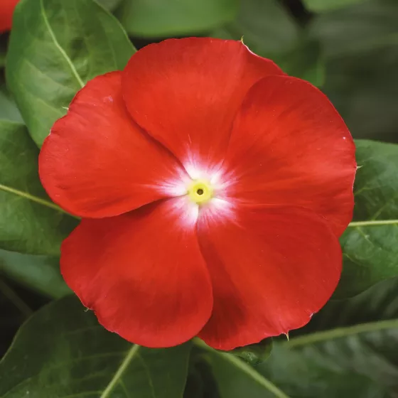 SunStorm Scarlet with Eye | Syngenta Flowers
